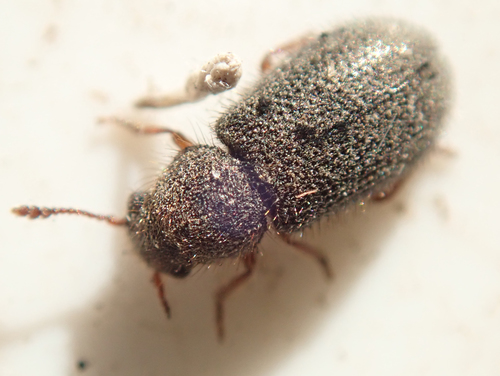 Genus Corynetinus · iNaturalist