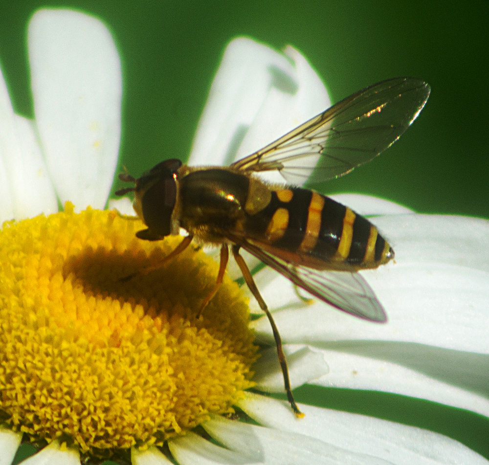 Common Flower Fly from Lake County, IL, USA on July 01, 2013 at 09:41 ...