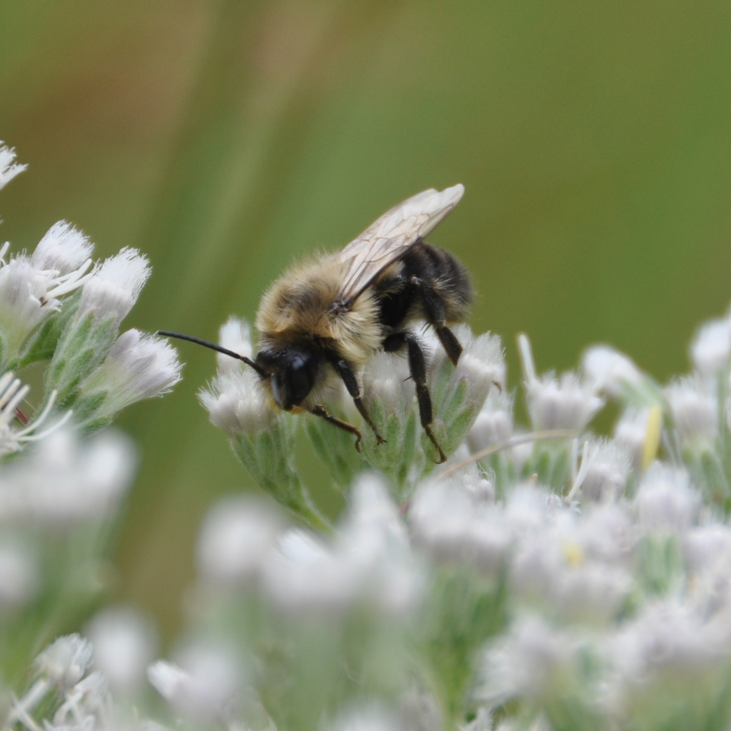Common Eastern Bumble Bee from Sunset Village, Madison, WI 53705, USA ...