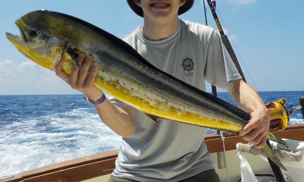 Common Dolphinfish from Caribbean Sea, , , on March 30, 2016 at 01:14 ...