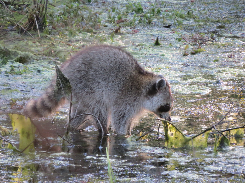 Common Raccoon from 9060 W Indiantown Rd, Jupiter, FL 33478, USA on ...