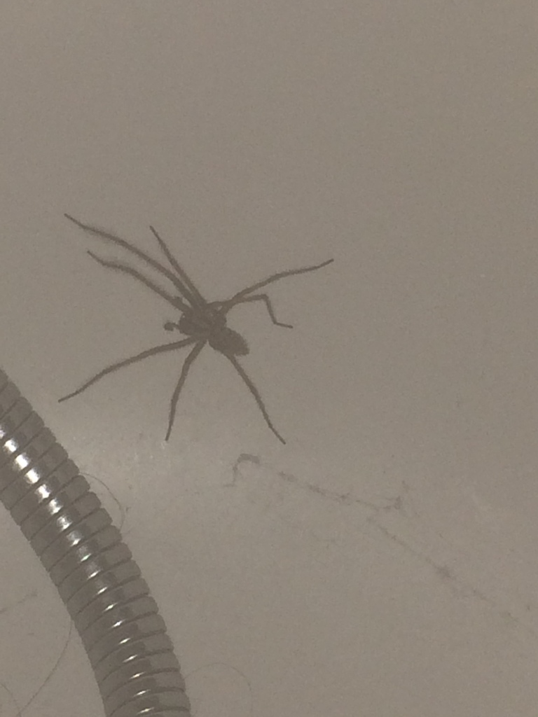 Giant House Spider from Drumlin Park, Downpatrick, Northern Ireland, GB ...