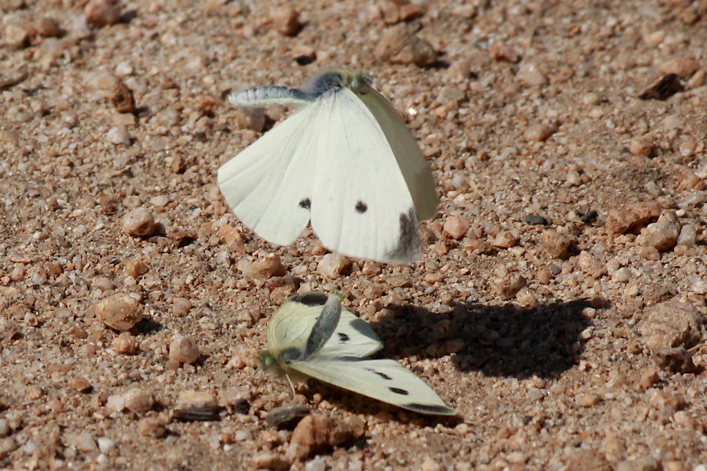 Small White from Leo Carrillo State Beach, California, USA on October ...