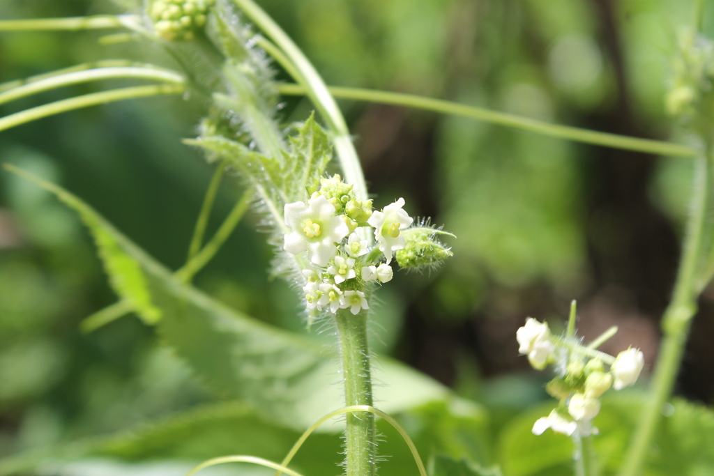 (Sicyos microphyllus) - Botanical Realm