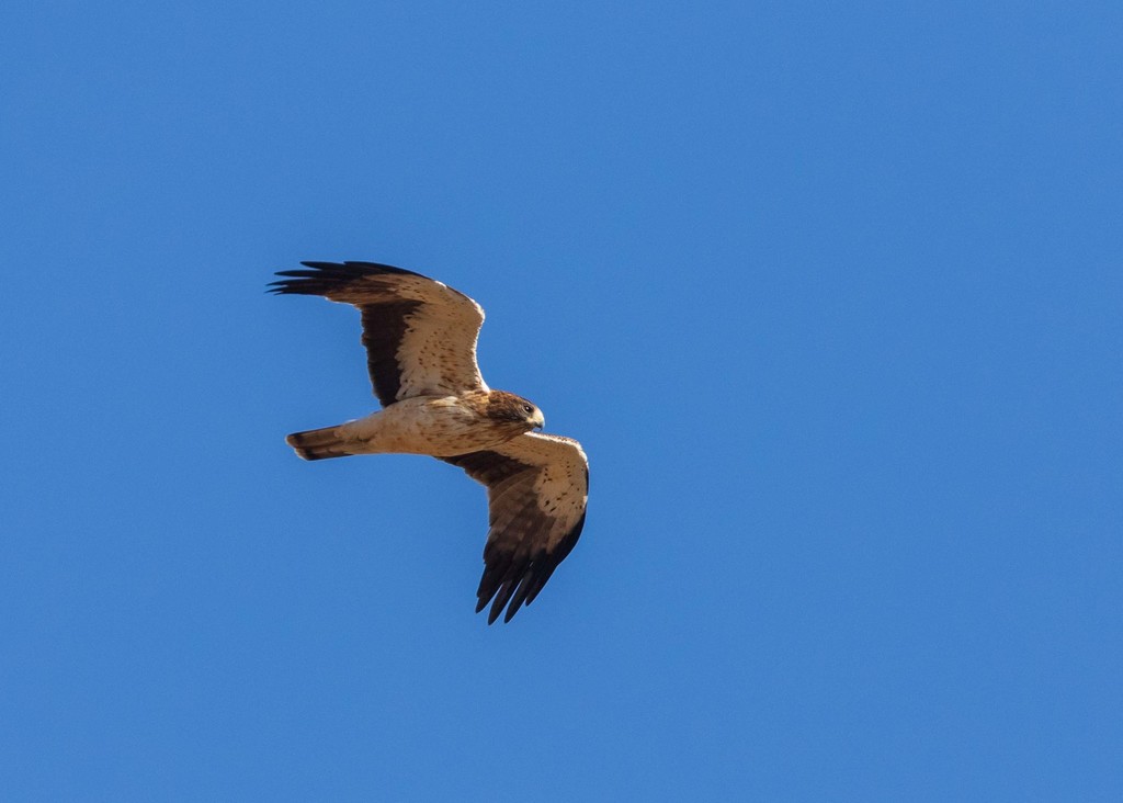 Booted Eagle from Hardap Region, Namibia on April 1, 2019 at 08:46 AM ...