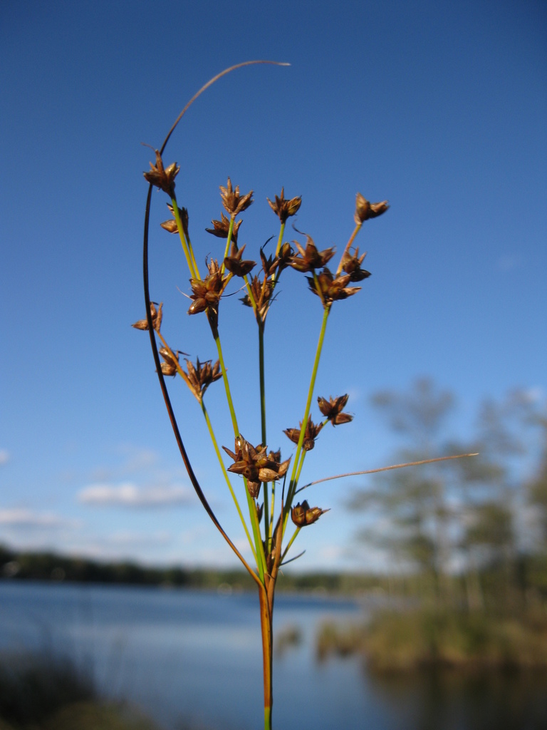 smooth saw-sedge from Iosco County, MI, USA on October 05, 2019 at 06: ...