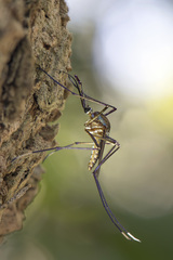 Mosquitos of the United States · iNaturalist