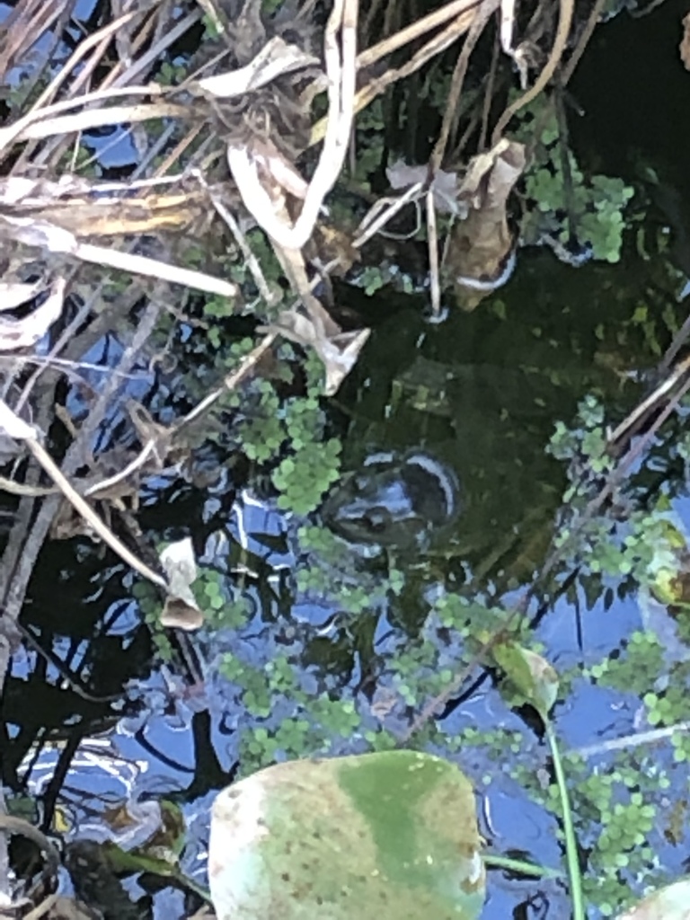 American Water Frogs from Lettuce Lake Park, Tampa, FL, US on October ...