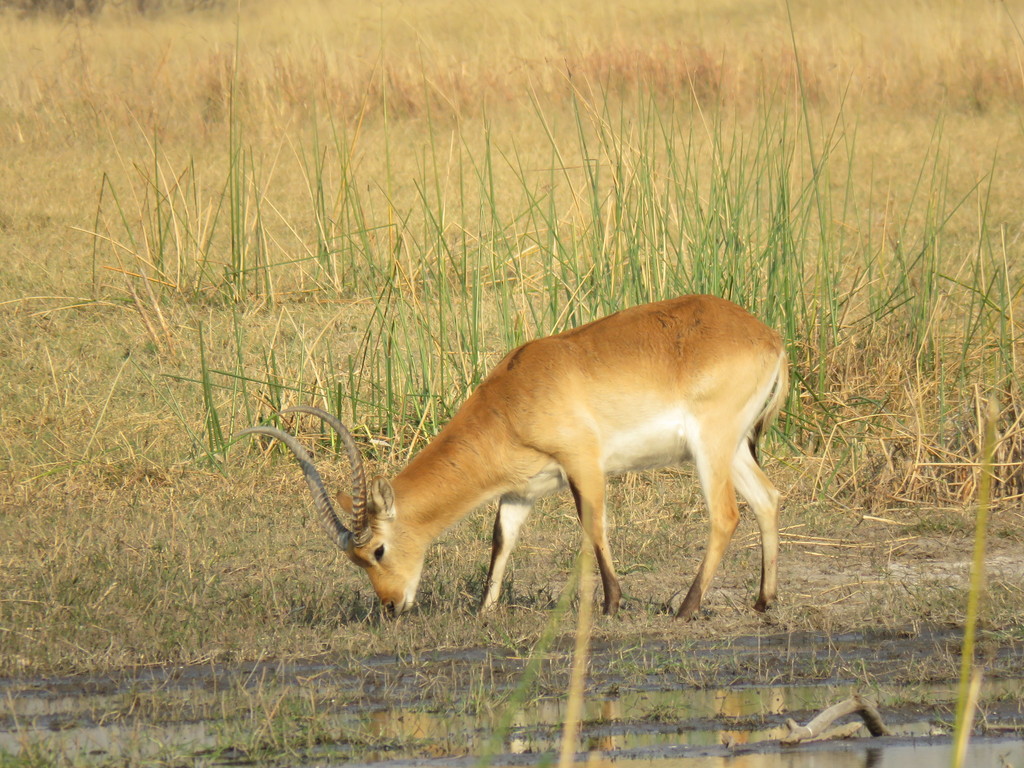 Red Lechwe (Kobus leche leche) - Know Your Mammals
