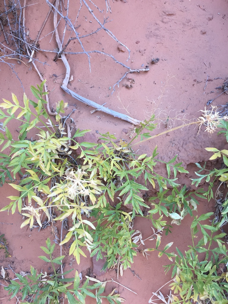 canyonlands biscuitroot in October 2019 by Ryne Rutherford · iNaturalist
