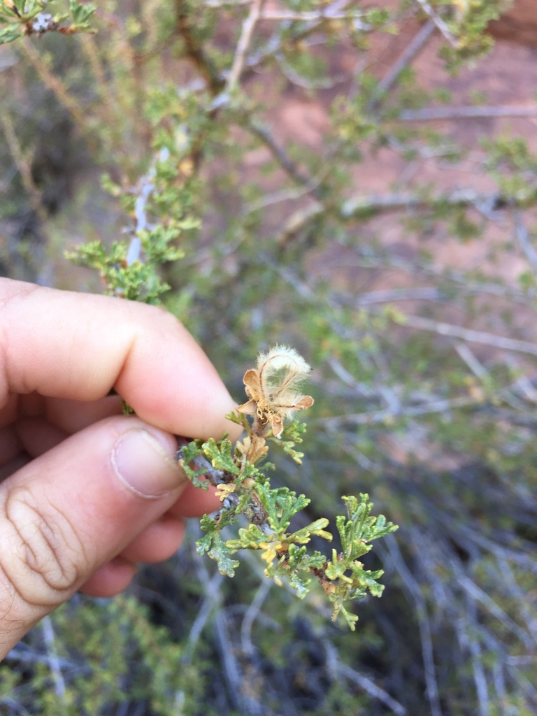 Stansbury's Cliffrose from Grand County, US-UT, US on October 15, 2019 ...