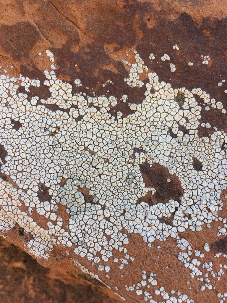 hoary cobblestone lichen (Denver-Boulder Metro Area: Fungi, Lichen ...