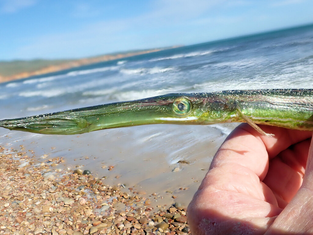 (Siphonognathus) - Marine Life Identification