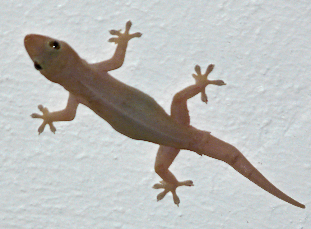 Asian House Gecko from catalonia royal tulum Km. 264,5 Chetumal, Carr ...