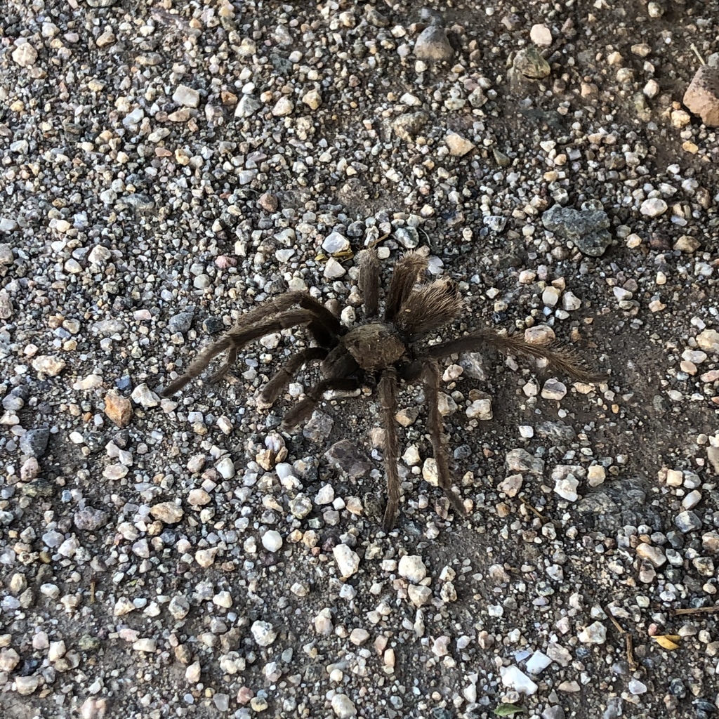 Desert Tarantula from SR-164, Searchlight, NV, US on October 15, 2019 ...