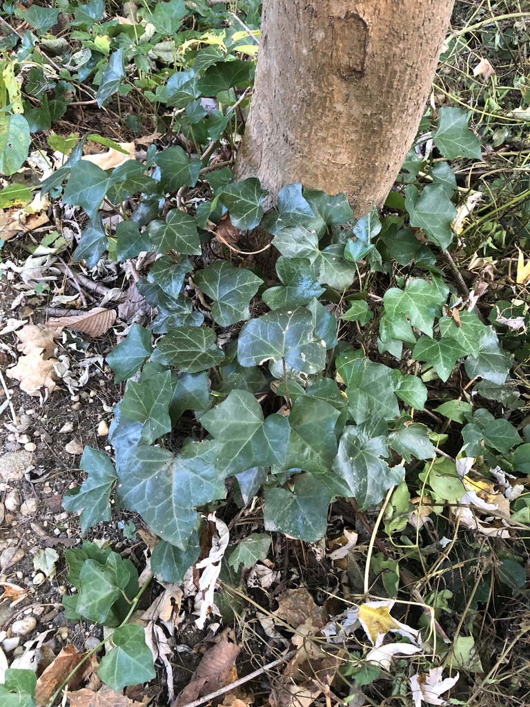 common ivy from Long Island, Oyster Bay Cove, NY, US on October 14 ...