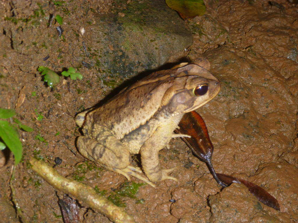 Campbell's Rainforest Toad from Omoa, Cortes, HN on October 14, 2019 at ...