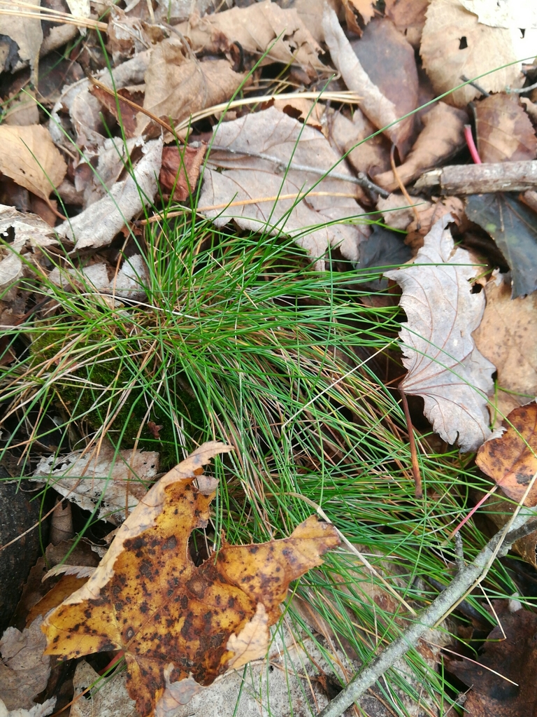 wavy hair-grass from Halifax, NS, Canada on October 15, 2019 at 03:23 ...