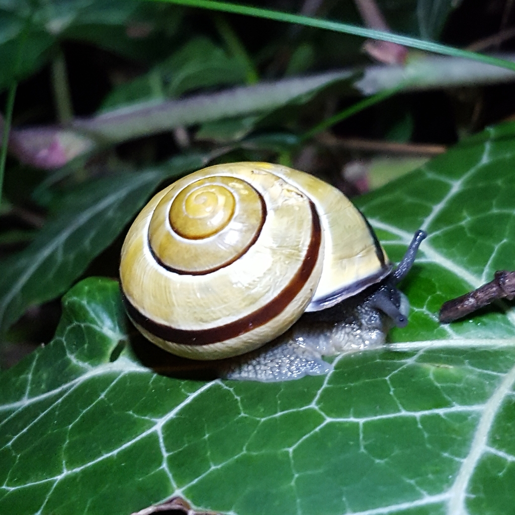 Brown-lipped Snail from Voitsberg District, Austria on October 4, 2019 ...