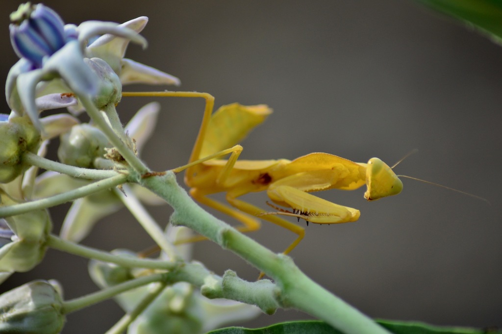 Timor Giant Shield Mantis from Kupang, Kupang City, East Nusa Tenggara ...