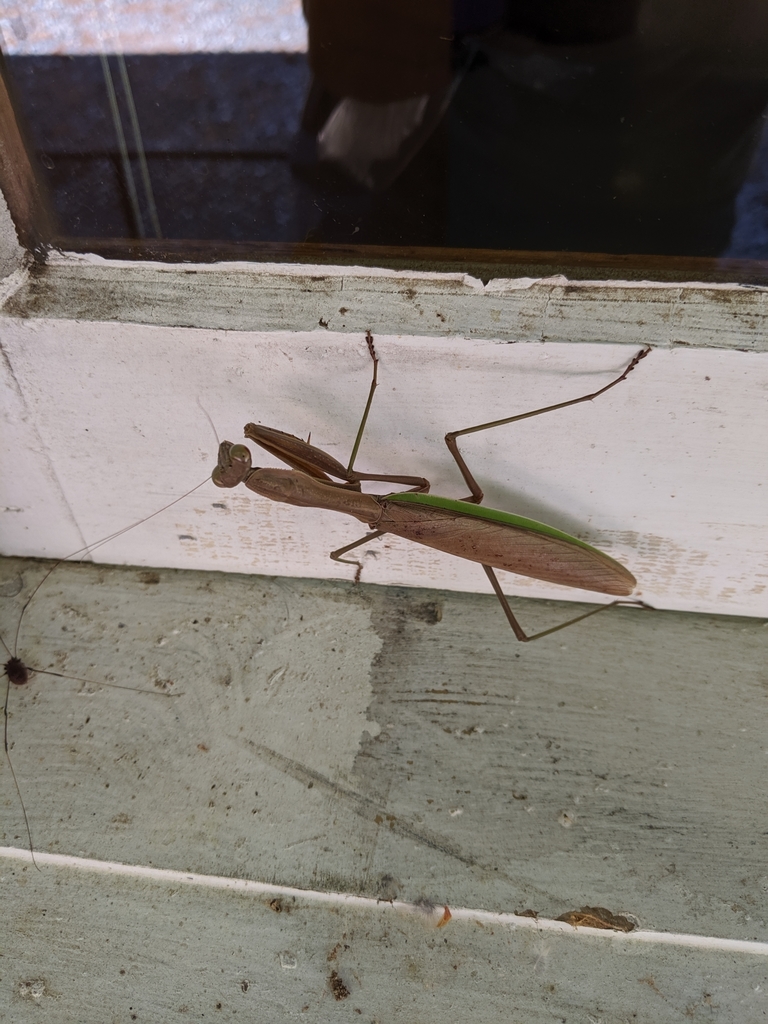 Chinese Mantis from Nanjemoy, MD 20662, USA on October 15, 2019 at 11: ...
