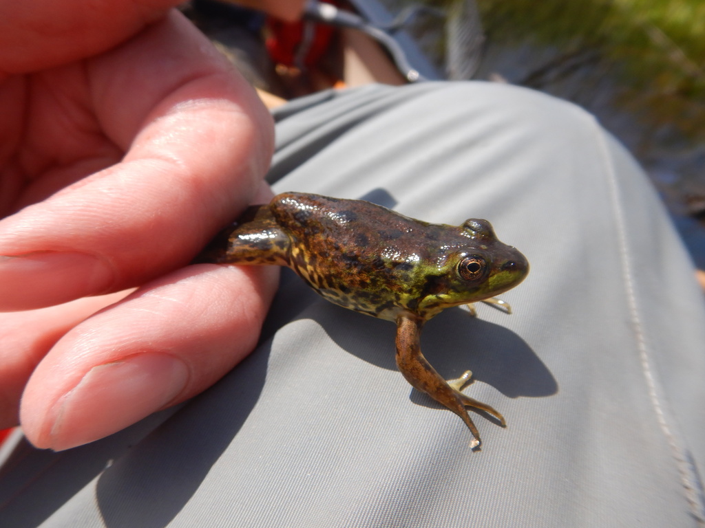 Mink Frog from Hurkett Cove, Thunder Bay District, ON, Canada on August ...