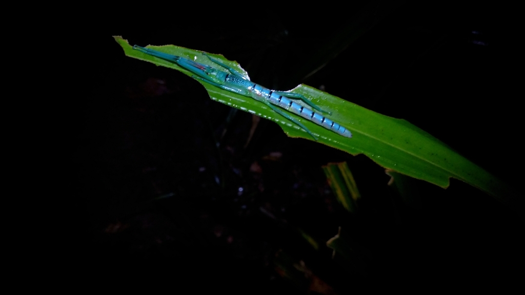 Peppermint Stick Insect from Cape Tribulation QLD 4873, Australia on ...