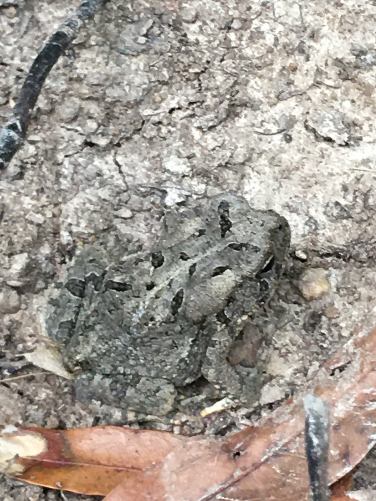 Fowler's Toad from County Road 139, Corning, AR, US on October 15, 2019 ...