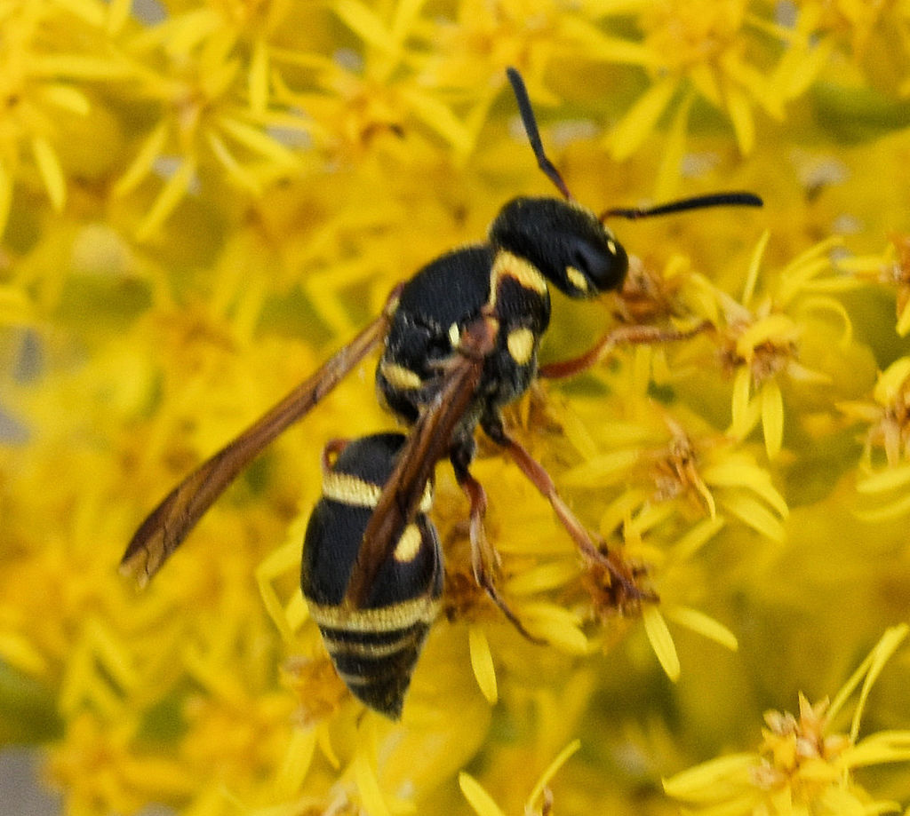 Stenodynerus from Milam County, TX, USA on October 13, 2019 at 02:53 PM ...