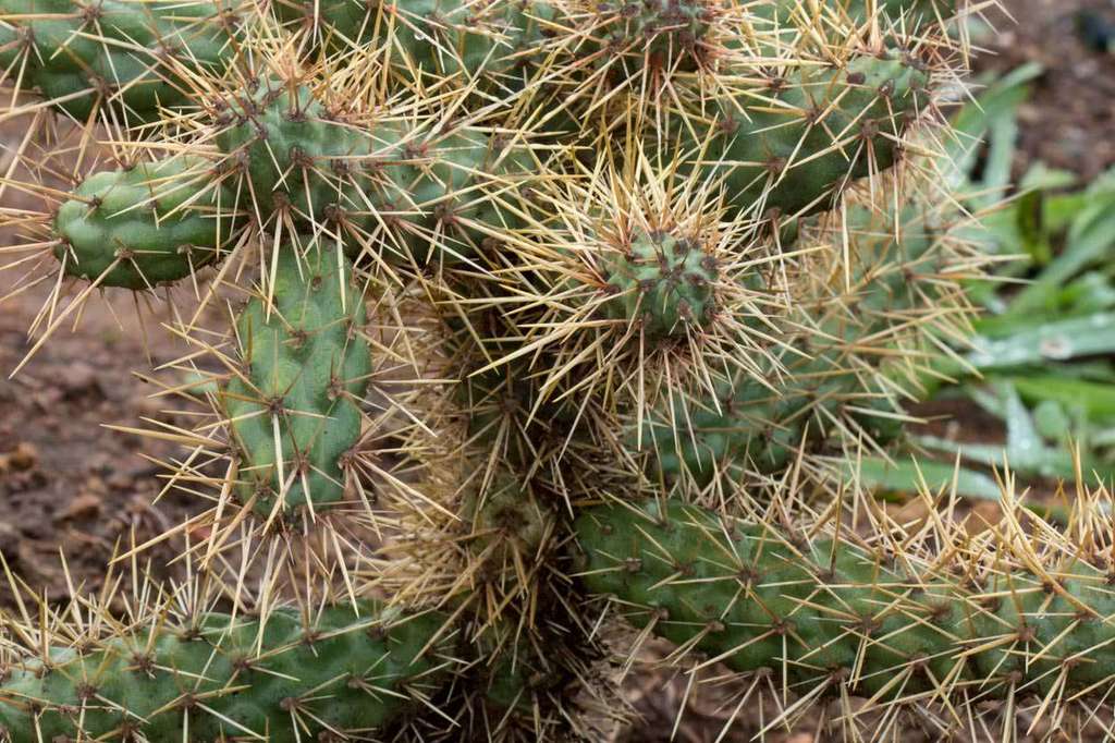chollas from 5555 Del Mar heights road on October 11, 2019 by ...