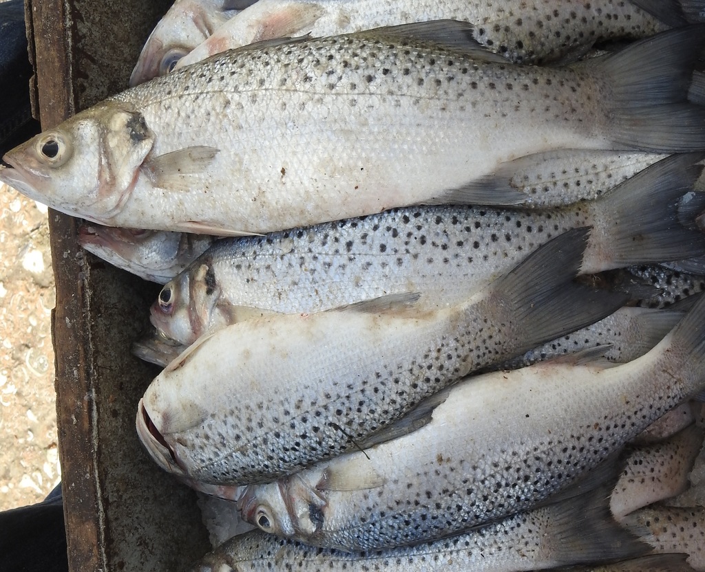 Spotted Seabass (Dicentrarchus punctatus) - Marine Life Identification