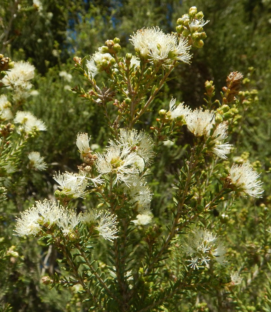 Mallee honey-myrtle from Coorong SA 5264, Australia on October 15, 2019 ...