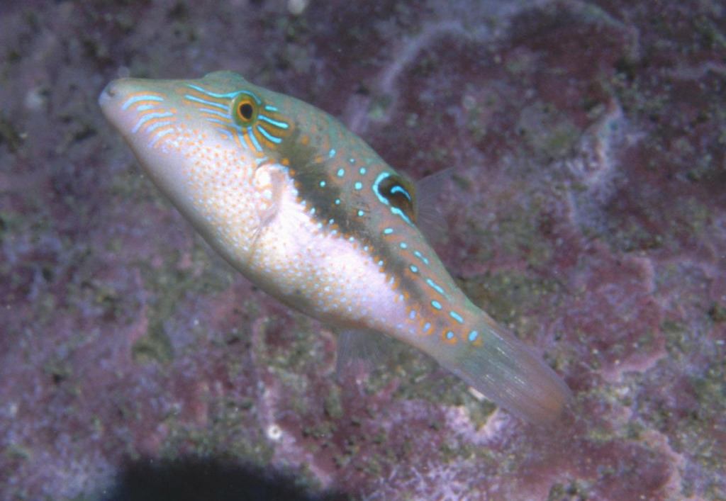 Whitebelly Toby (Canthigaster bennetti) - Marine Life Identification