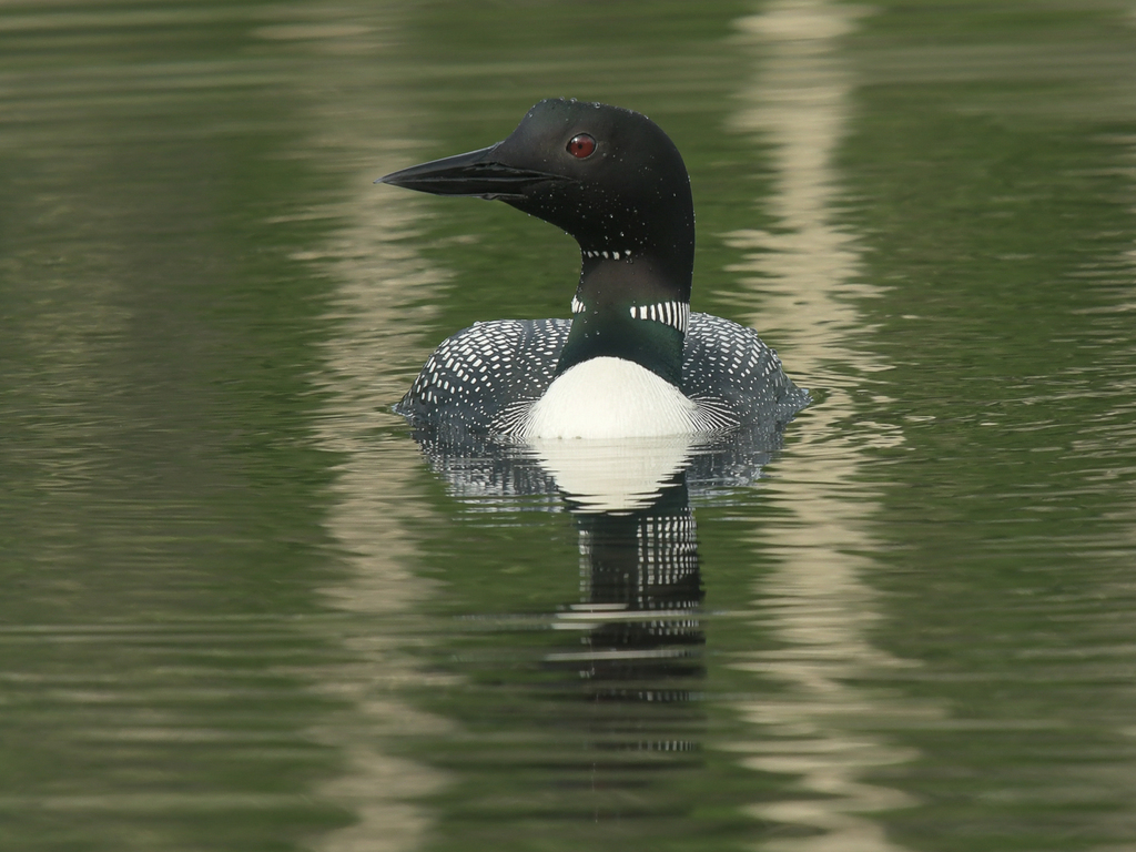 Common Loon from Regional District of Bulkley-Nechako, BC, Canada on ...