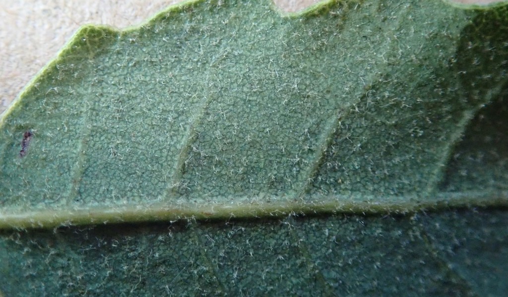 Nuttall's scrub oak in October 2019 by Millie Basden · iNaturalist