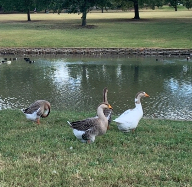 Greylag × Swan Goose from Candleridge, Fort Worth, TX 76133, USA on ...