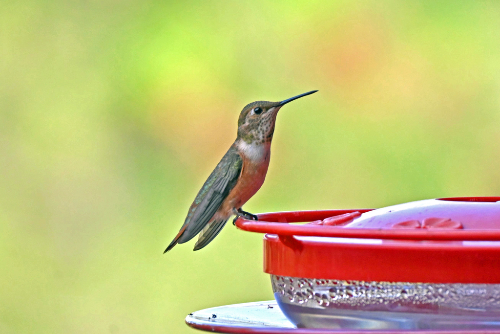 Rufous Hummingbird from Awbrey Butte, Bend, OR 97703, USA on July 23 ...