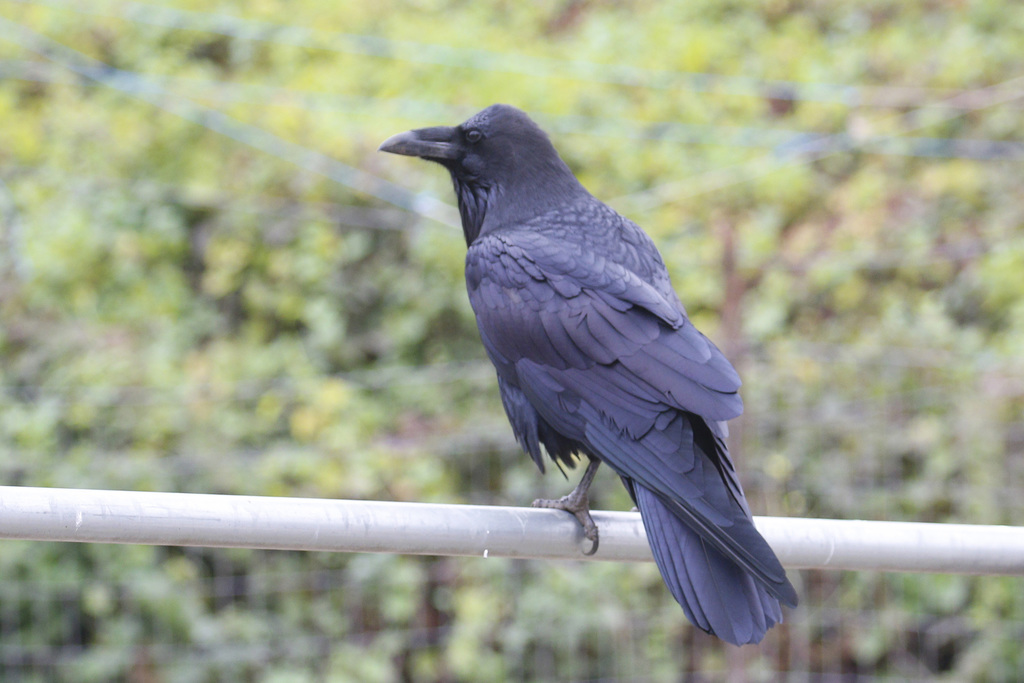 Common Raven from Rancho Corral de Tierra, San Mateo, Golden Gate ...