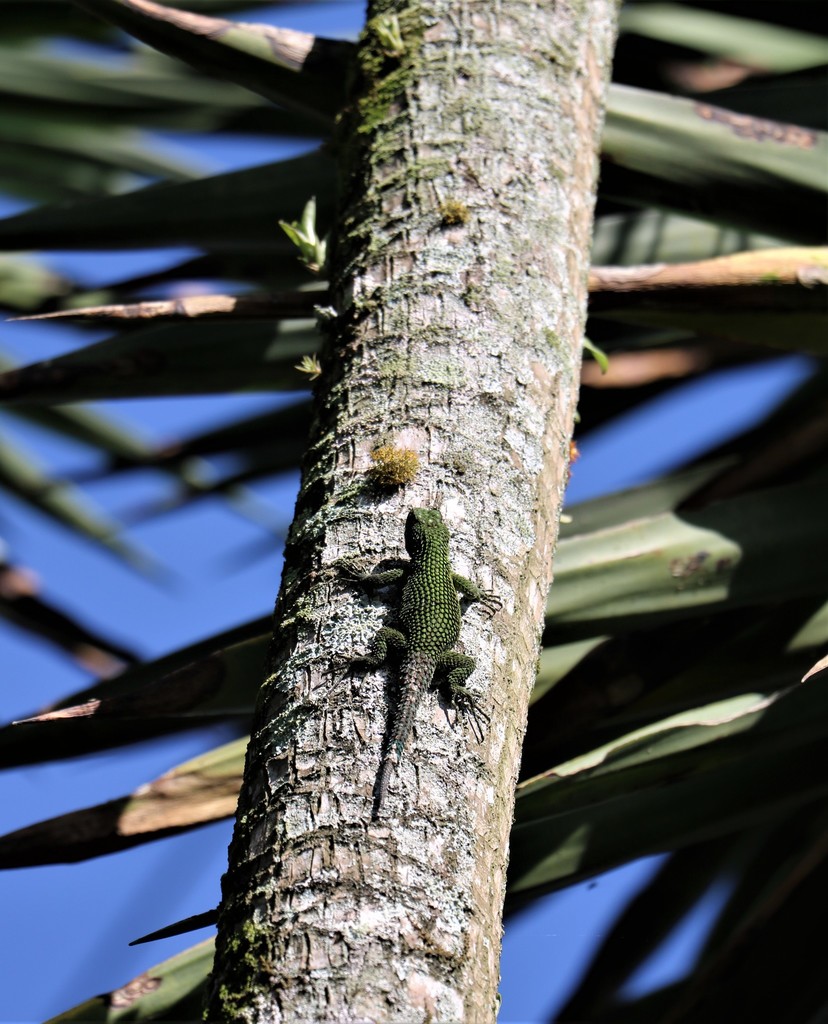 Emerald Swift from San José, Costa Rica on April 10, 2019 at 07:48 AM ...