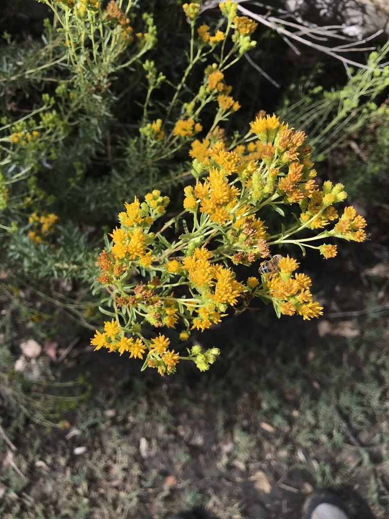 Coastal Goldenbush from Ensenada, MX-BN, MX on September 28, 2019 at 03 ...