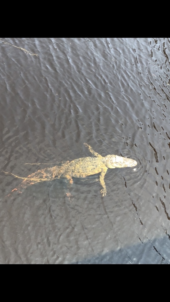 American Alligator from Middle Lake, Gulf Shores, AL, US on October 15 ...