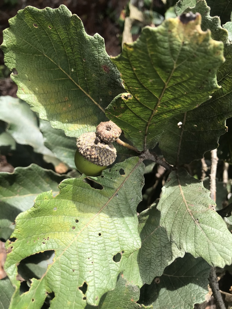Quercus peduncularis from La Trinitaria, CHIS, MX on October 15, 2019 ...