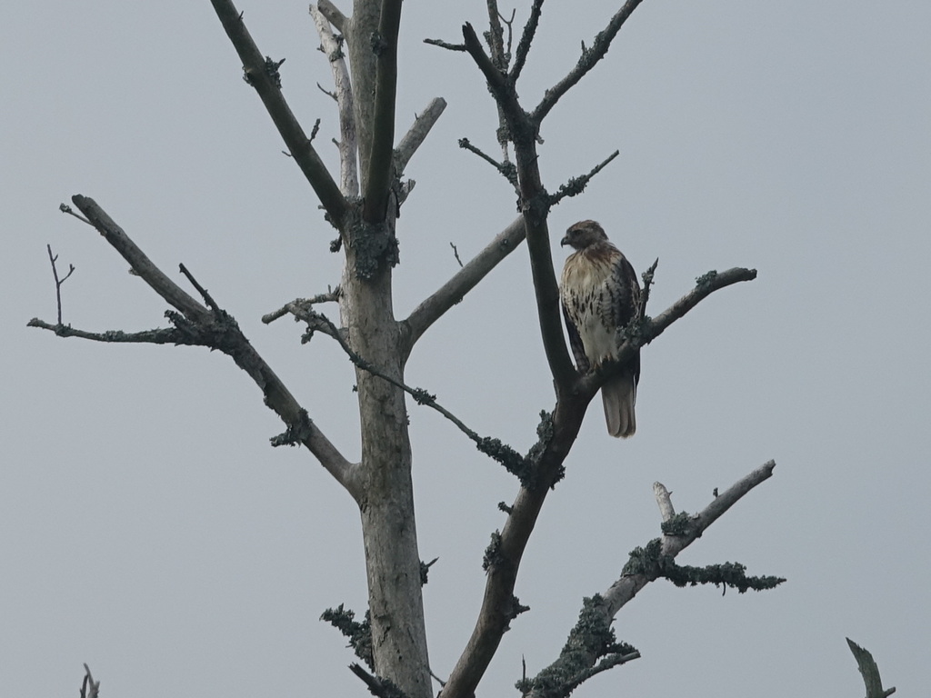 Red-tailed Hawk from Chincoteague Island, VA on September 02, 2019 at ...