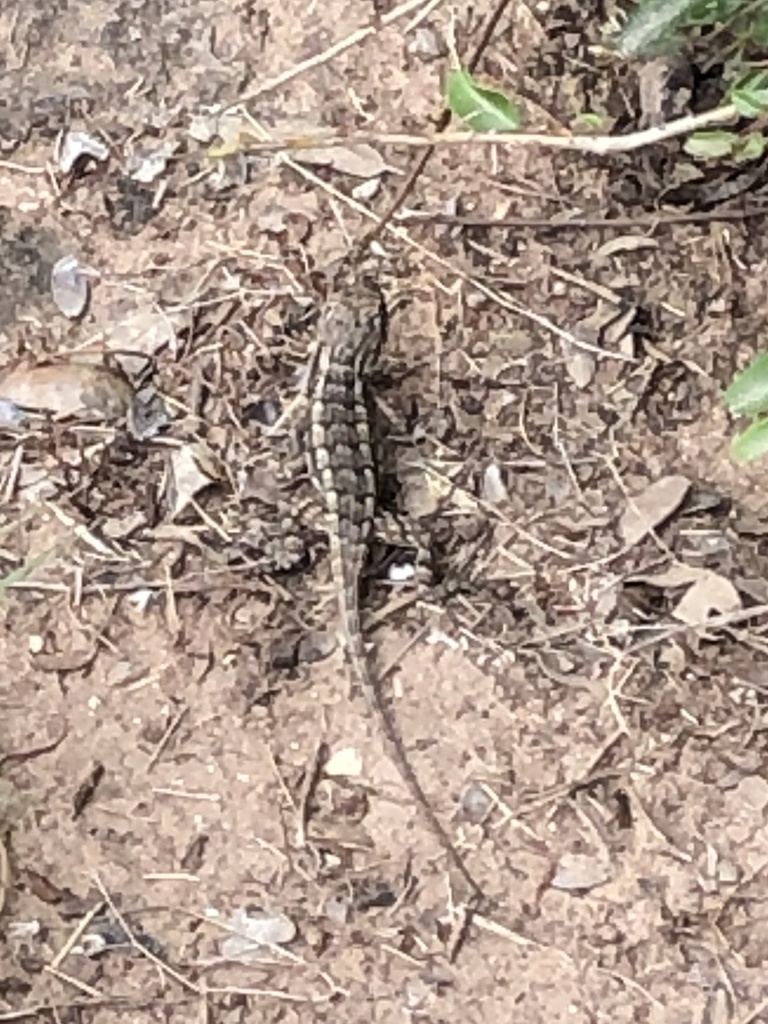 Texas Spiny Lizard from Austin Community College Northridge, Austin, TX ...