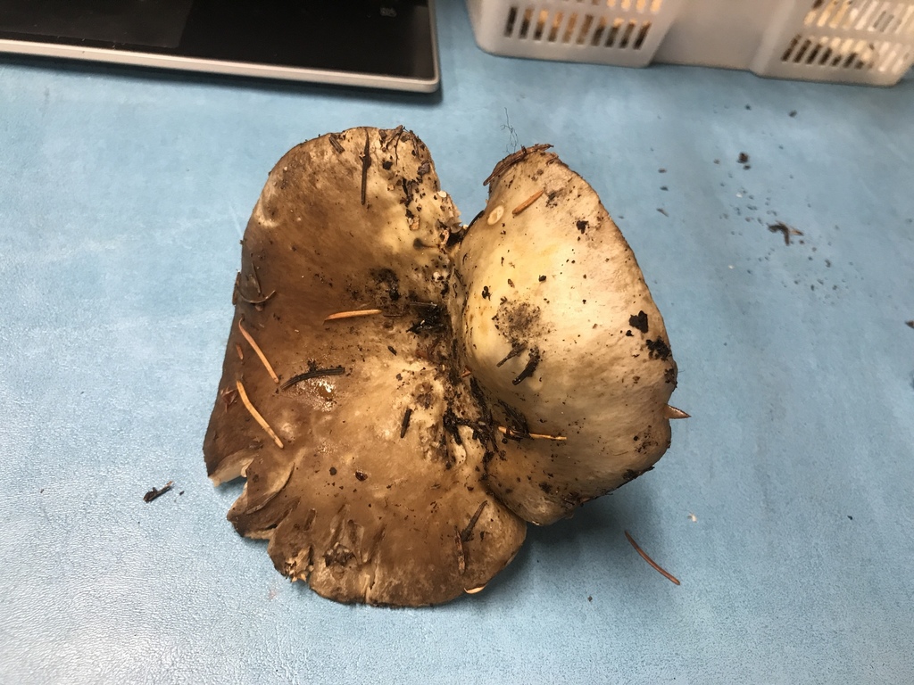 Blackening Russula from King County, US-WA, US on October 12, 2019 at ...