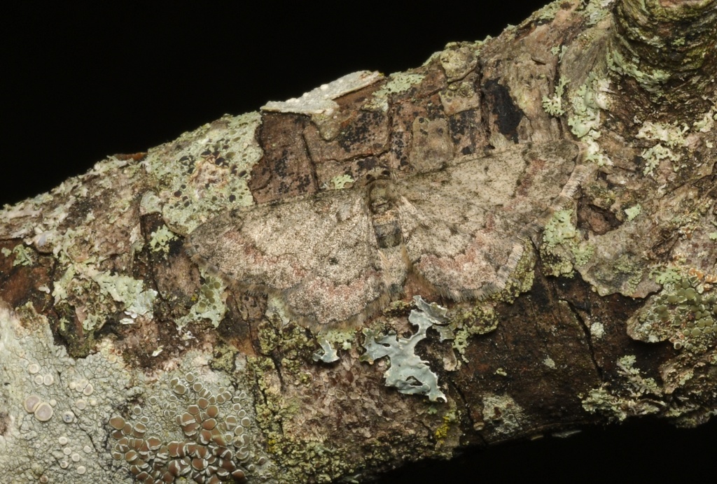 Texas Gray from Long Island, Southold, NY, US on September 29, 2019 at ...