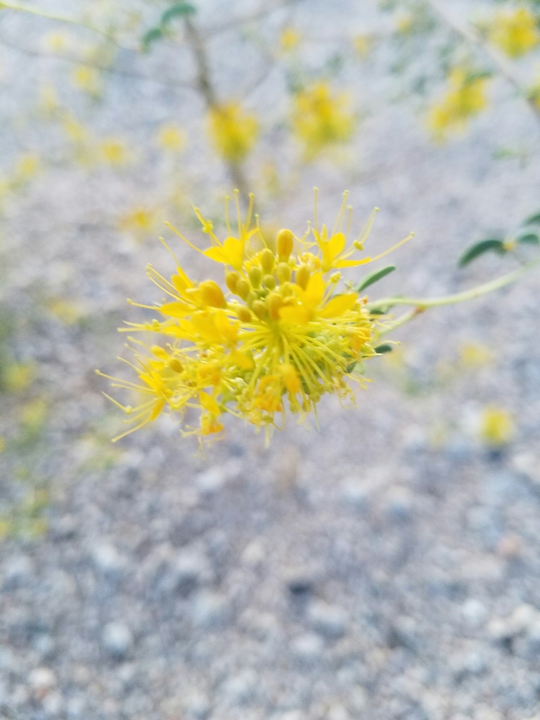 Jackass-clover in October 2019 by geophoenix · iNaturalist