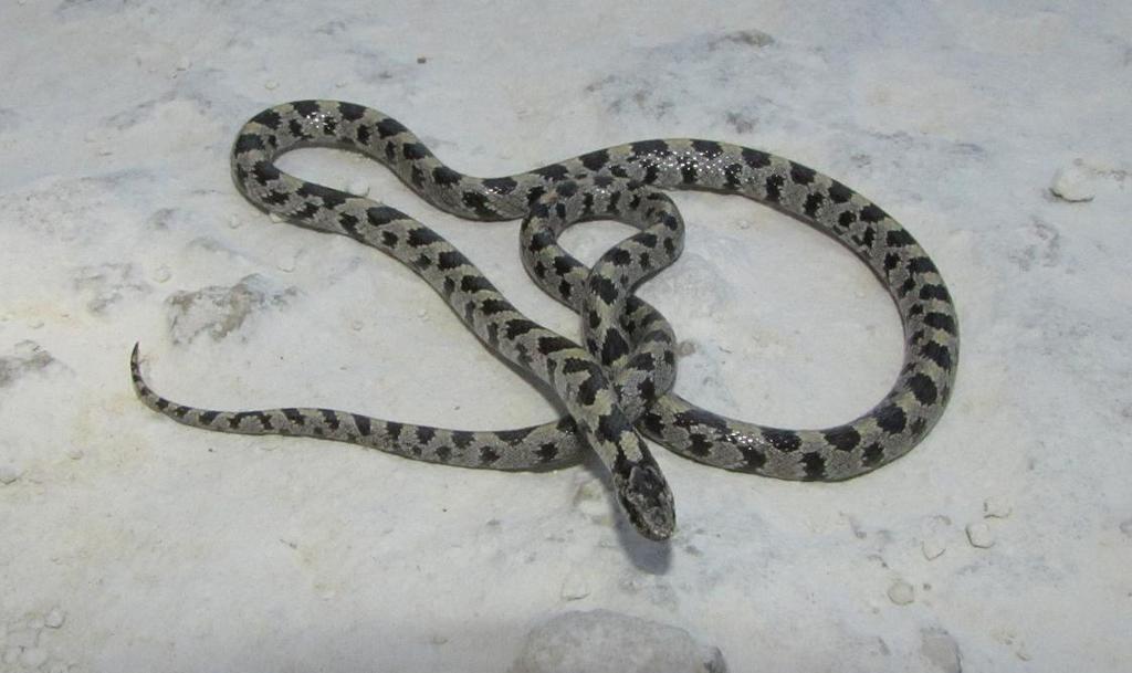 Short-tailed Snake in April 2012 by Mark Kenderdine · iNaturalist