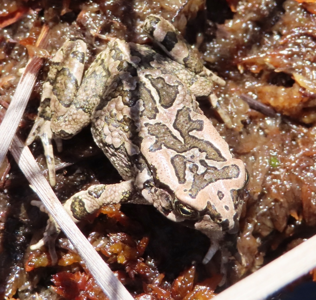 Raucous Toad from Fernkloof NR Overberg, Western Cape, South Africa on ...