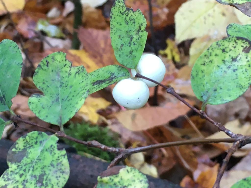 Common Snowberry in October 2019 by end1e55name1e55 · iNaturalist